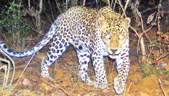 वन्यप्राण्यांना रोखण्याचे नवे आव्हान - Tarun Bharat