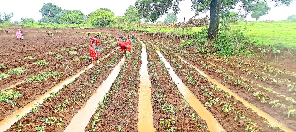 Environment conducive to vine cultivation in Jamboti-Bailur