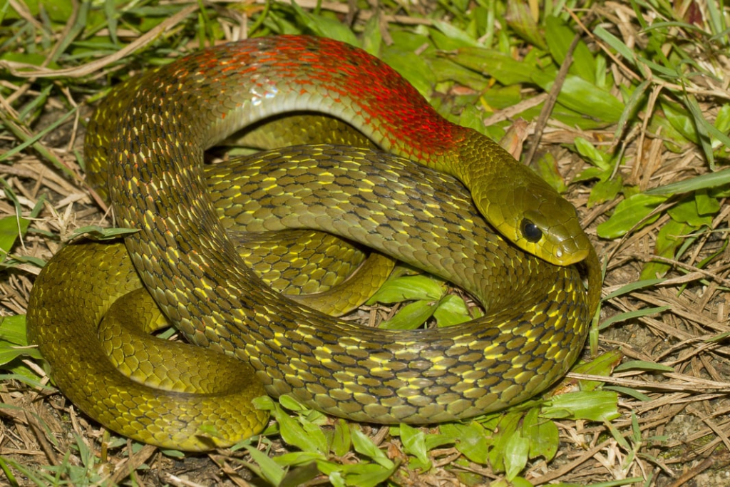 The snake that 'steals' poison